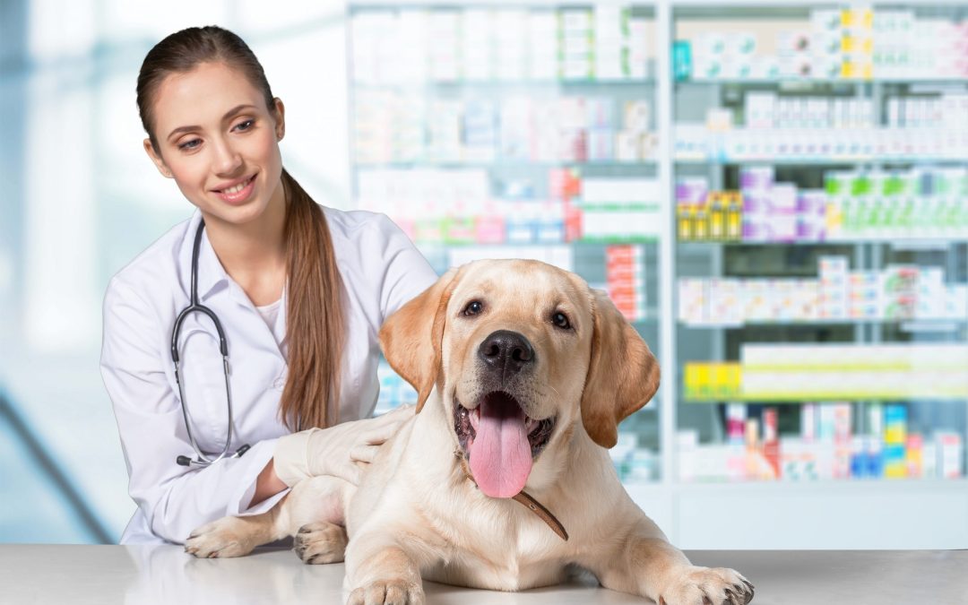 Isapre Animales en Clínicas Veterinarias